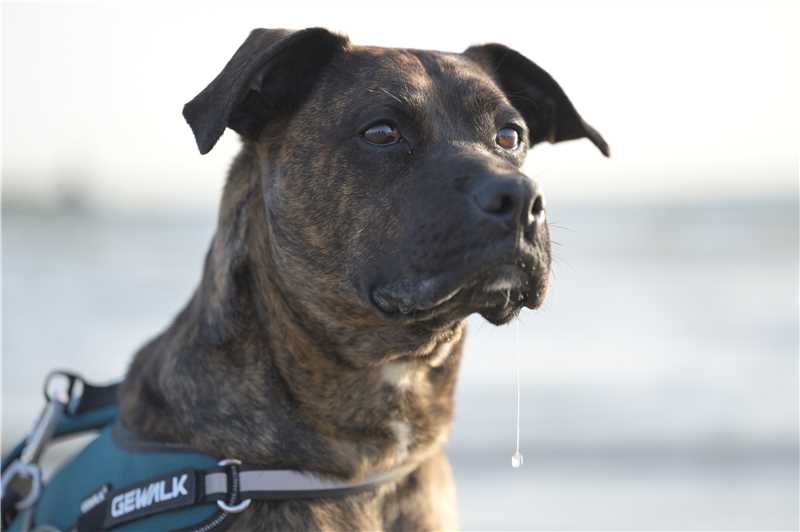 HUMAN&PETSオンラインショップ